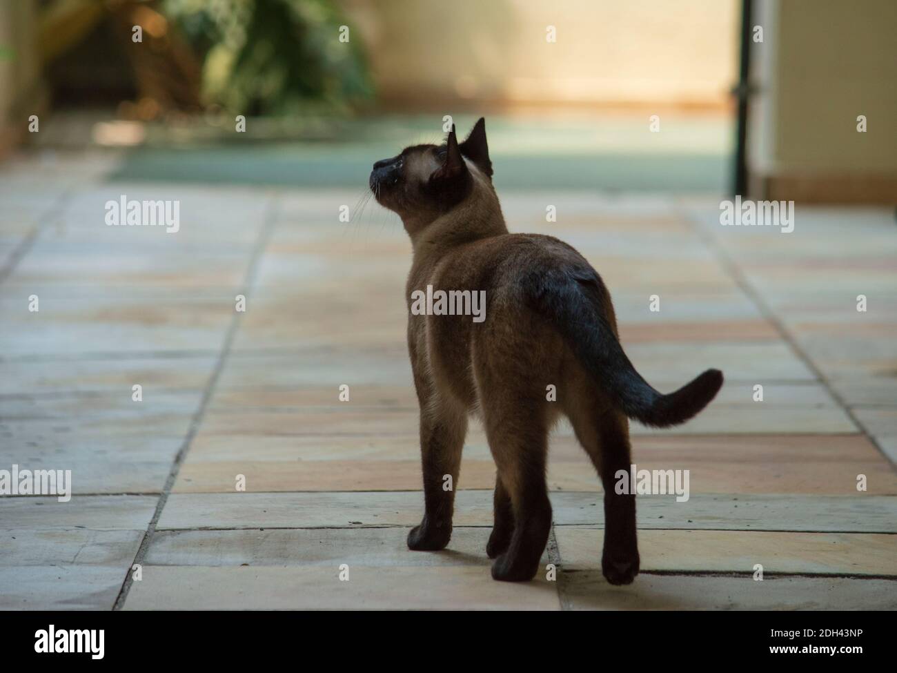 Siames hi-res stock photography and images - Alamy