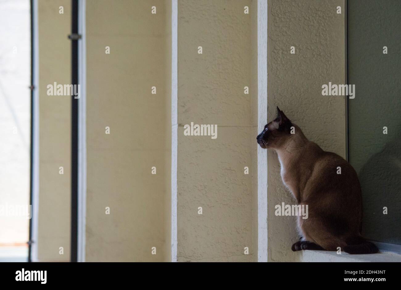 Gato do brasil hi-res stock photography and images - Alamy