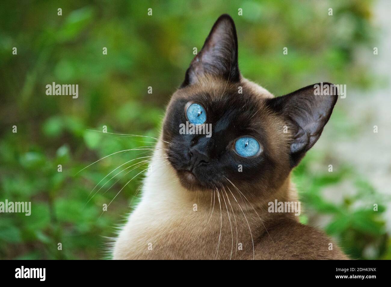 Siames cat hi-res stock photography and images - Alamy