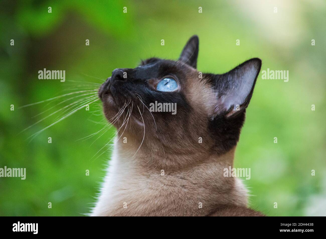 Siames cat hi-res stock photography and images - Alamy