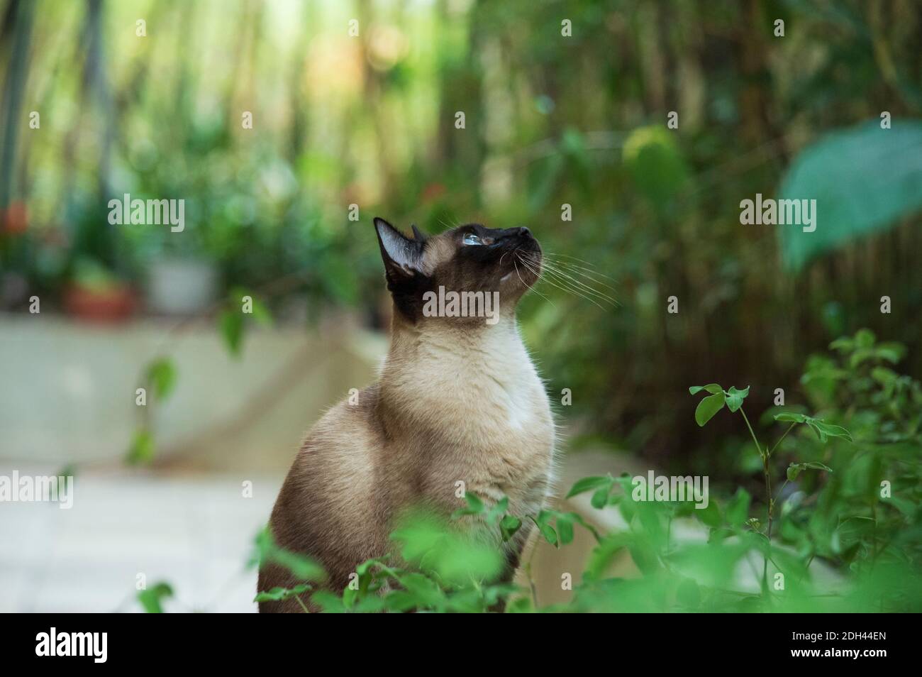 Siames cat hi-res stock photography and images - Alamy