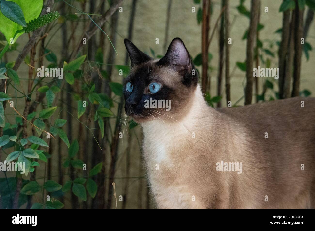 Siames cat hi-res stock photography and images - Alamy