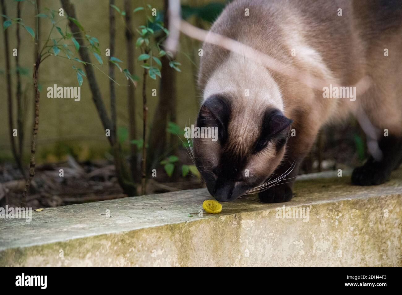 Siames hi-res stock photography and images - Alamy
