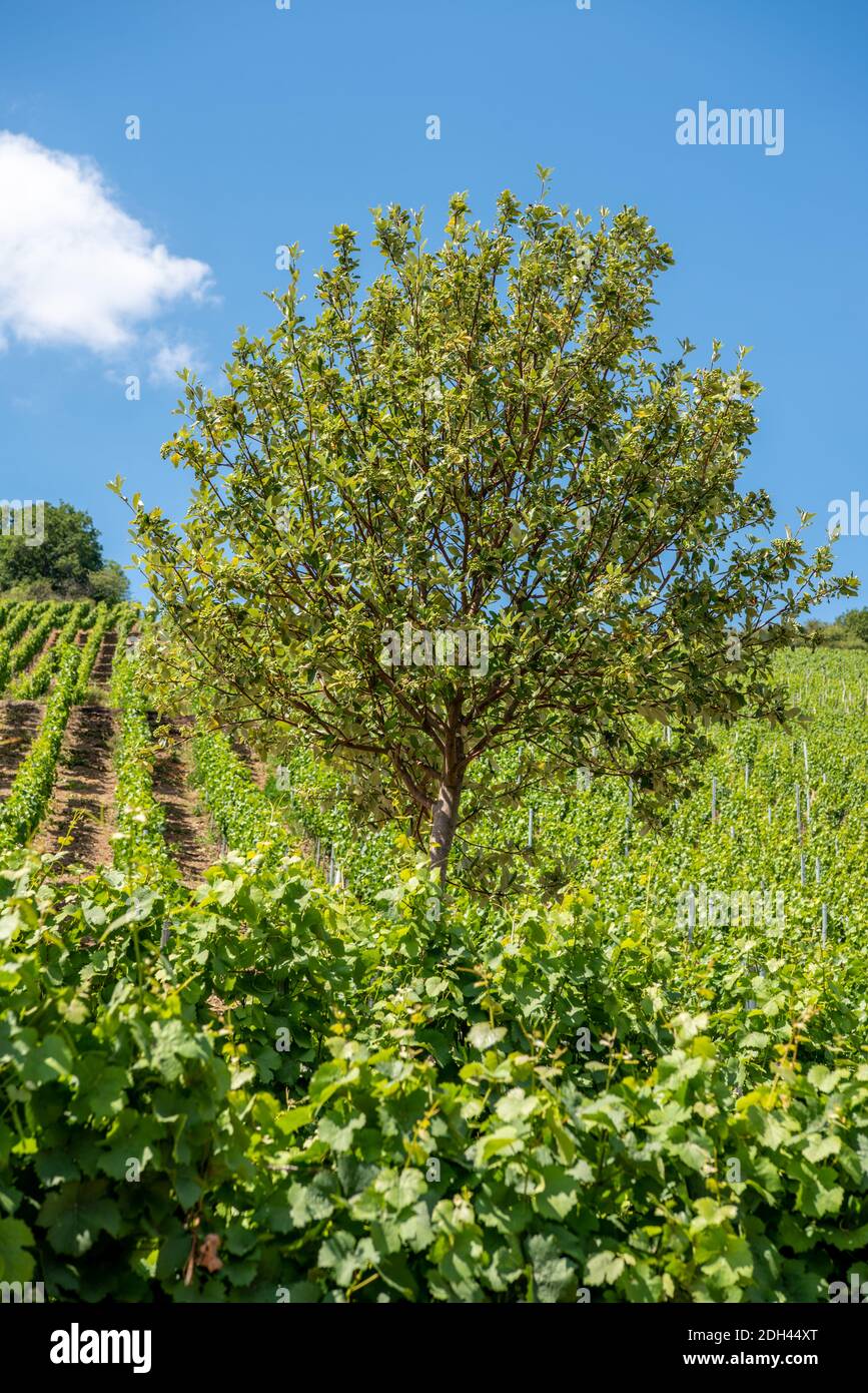 Vine plants hi-res stock photography and images - Alamy