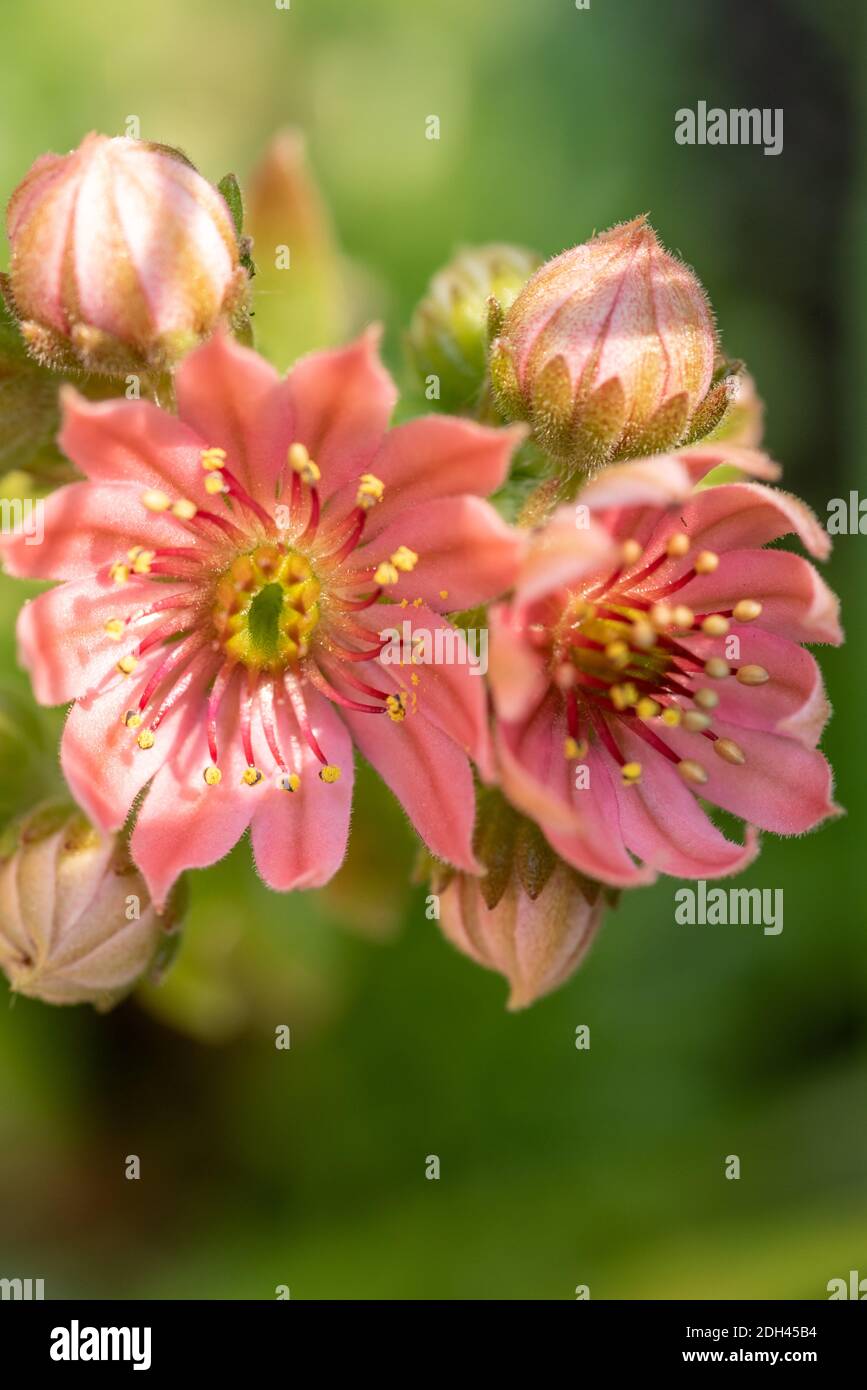 Houseleek flower hi-res stock photography and images - Alamy