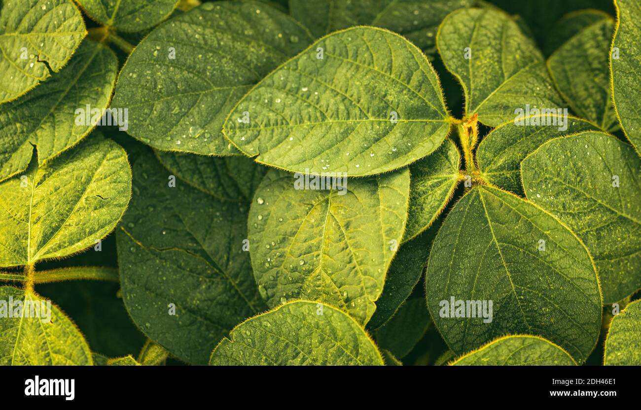 Green leaves of soybean plant, agricultural landscape Stock Photo - Alamy