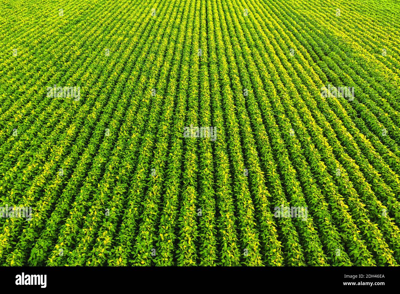 Soybean field with rows of soya bean plants. Aerial view Stock Photo ...