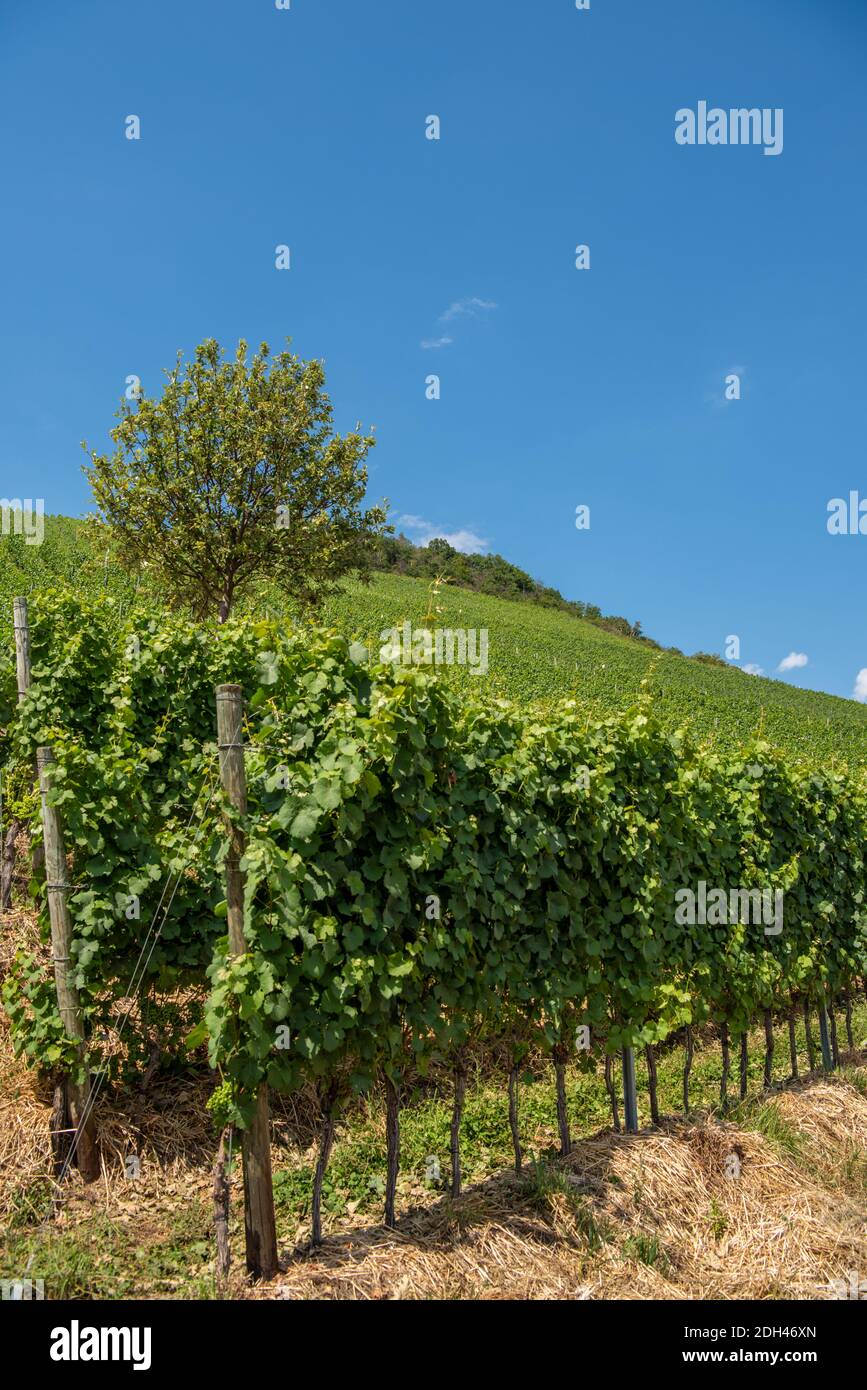 Vines vineyard slope hillside hi-res stock photography and images - Alamy
