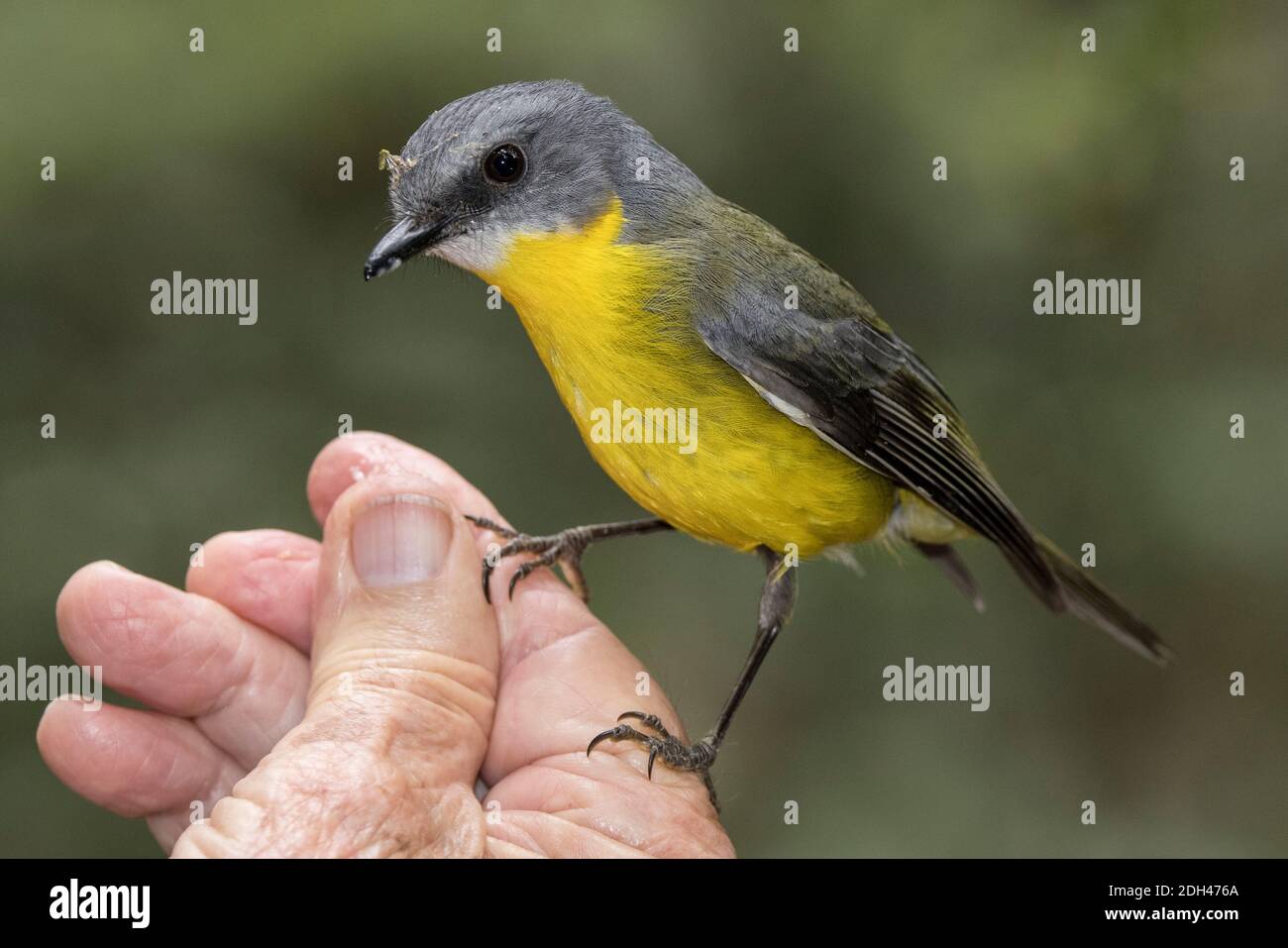 Robin on hand hi-res stock photography and images - Alamy