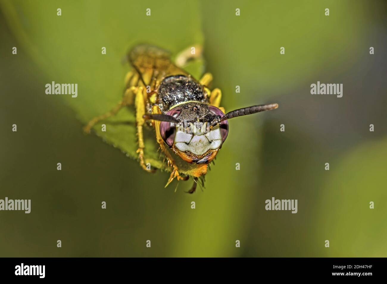 Bee-killer wasp 'Philanthus triangulum' Stock Photo - Alamy