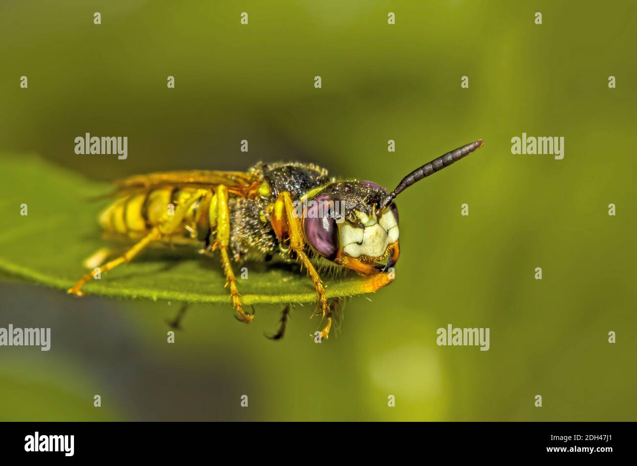 Bee-killer wasp 'Philanthus triangulum' Stock Photo - Alamy