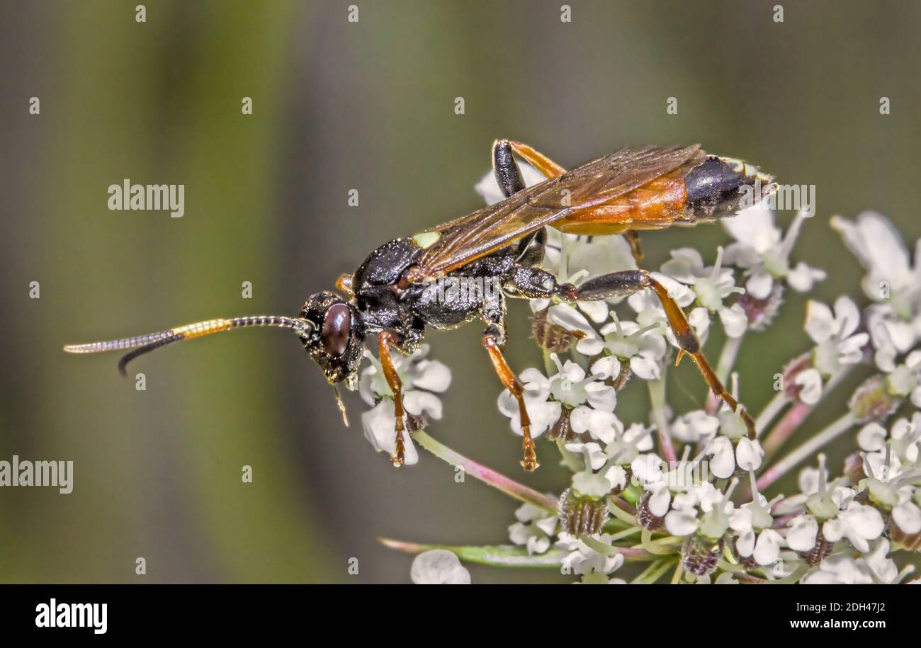 Ichneumon wasp 'Ichneumon suspiciosus' Stock Photo - Alamy