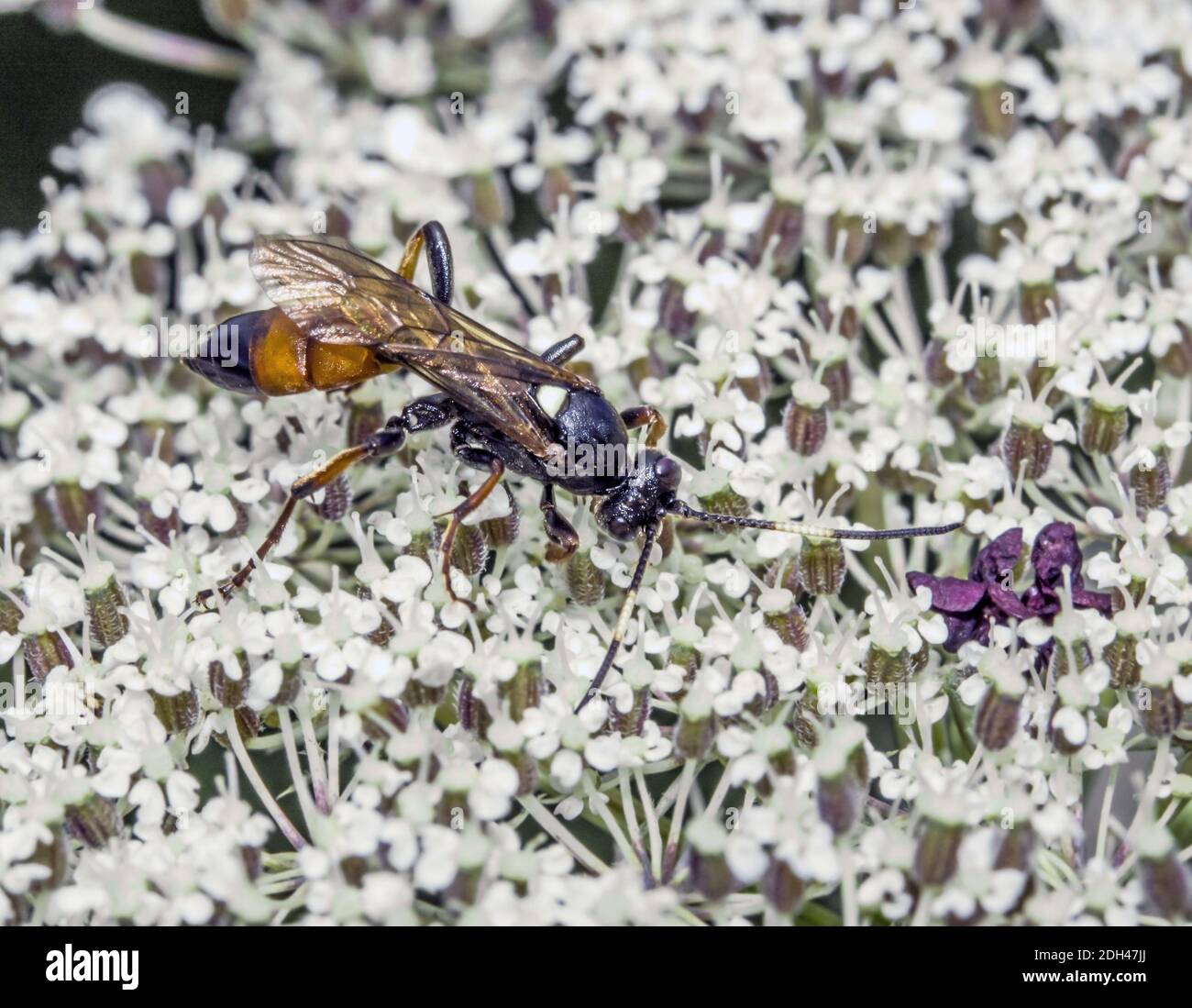 Ichneumon wasp 'Ichneumon suspiciosus' Stock Photo - Alamy