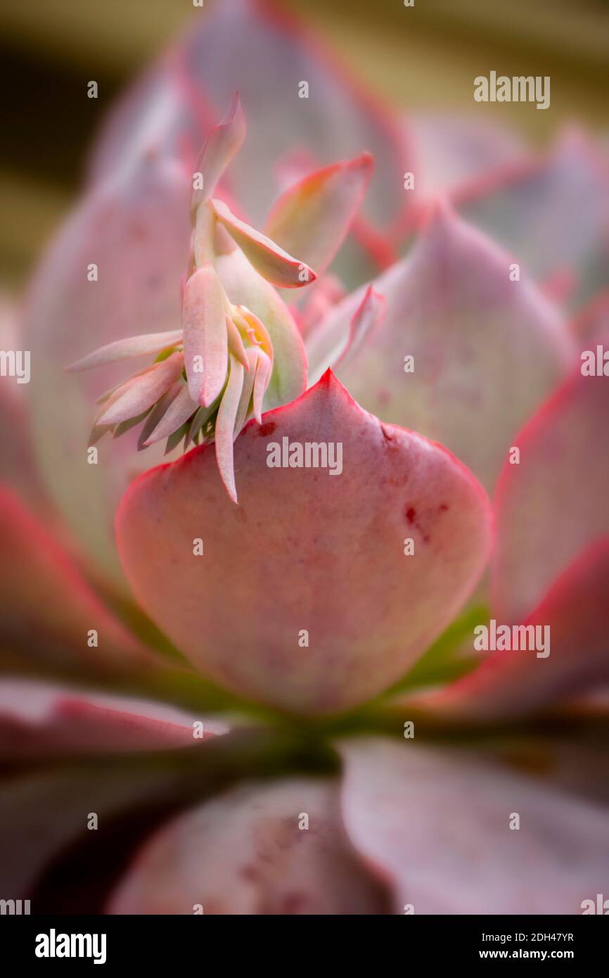 Echeveria Afterglow succulent in close-up, natural plant representation ...