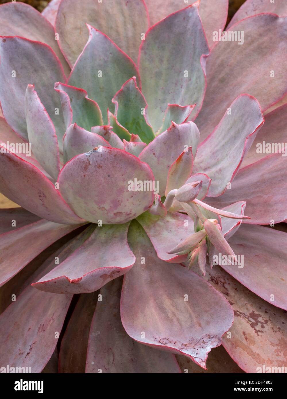 Echeveria Afterglow succulent in close-up, natural plant representation ...