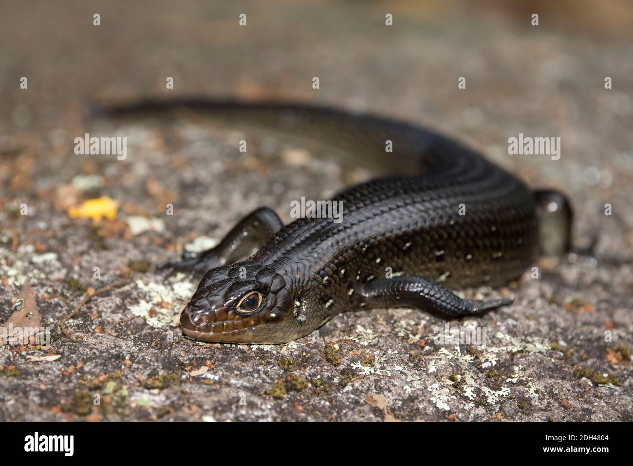 Land Mullet basking on a rock Stock Photo - Alamy