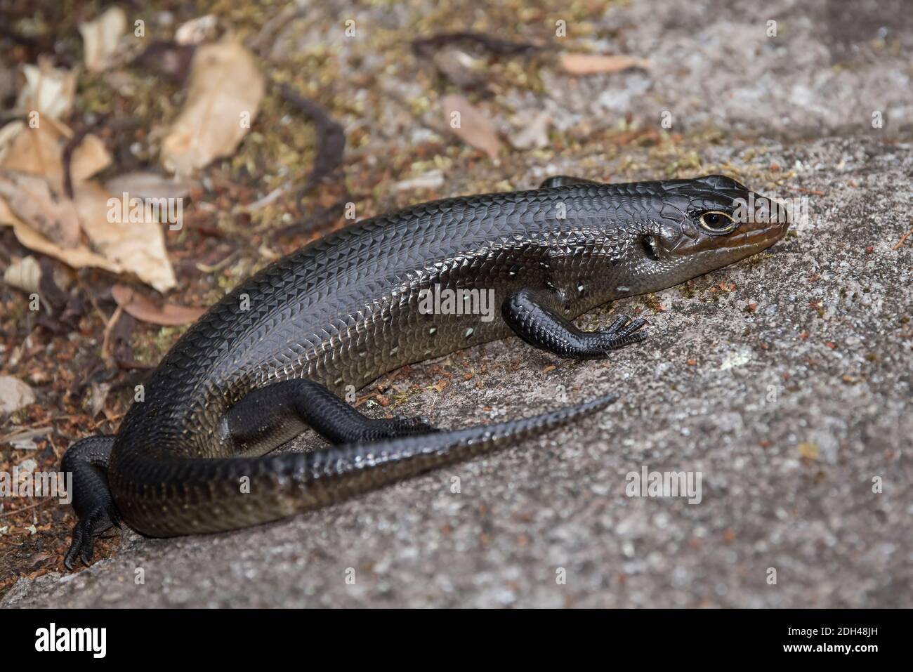 Land Mullet Lizard basking on a rock Stock Photo - Alamy