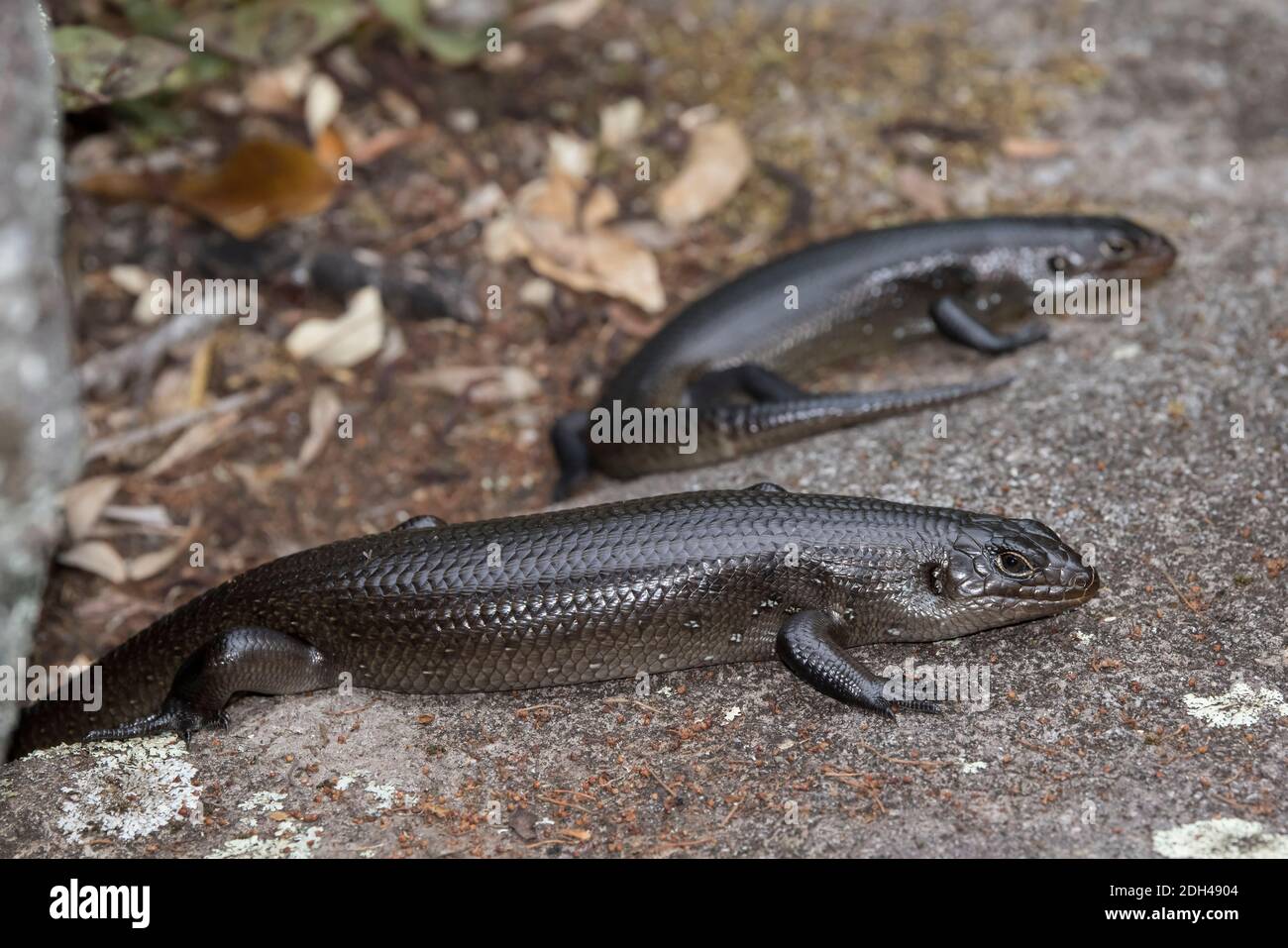 Land Mullet Lizards basking Stock Photo - Alamy