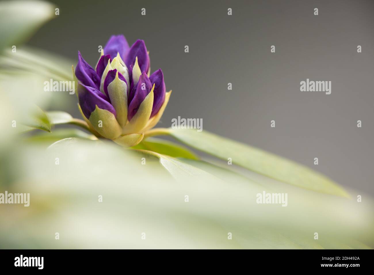 Closed flower hi-res stock photography and images - Alamy