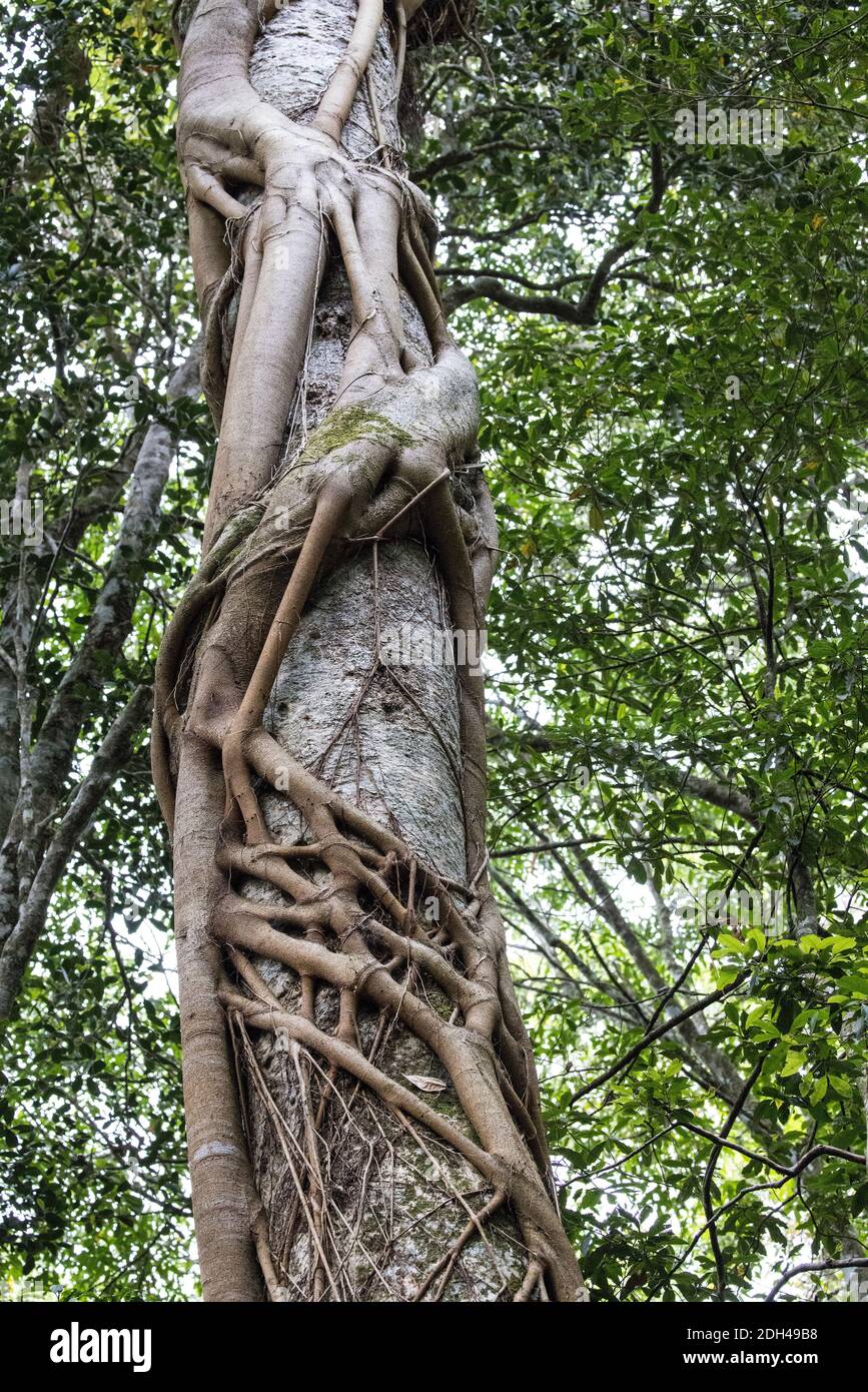 Strangler Fig growing around a tree in Queensland rainforest Stock ...