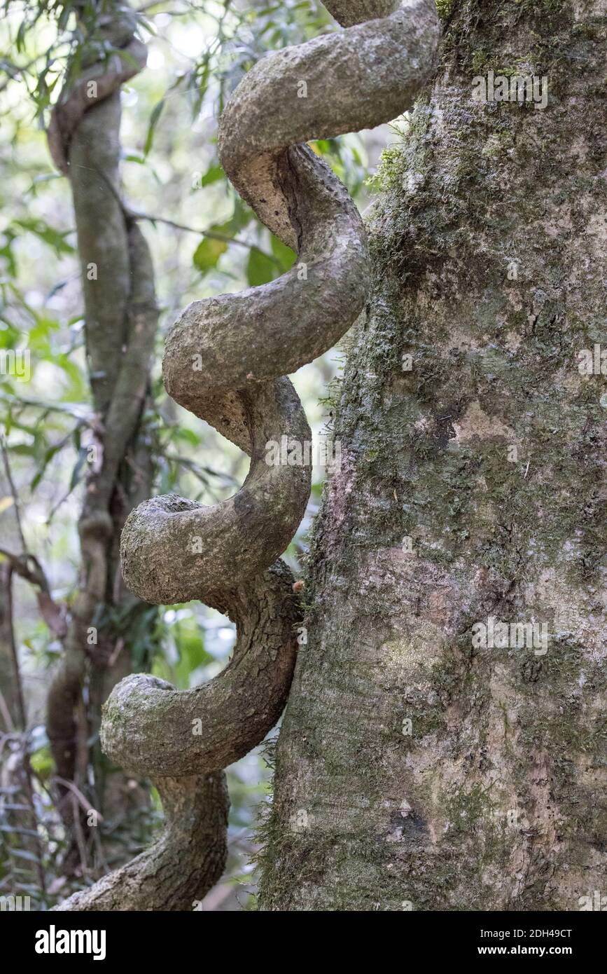 Vine growing around a tree in Queensland rainforest Stock Photo - Alamy