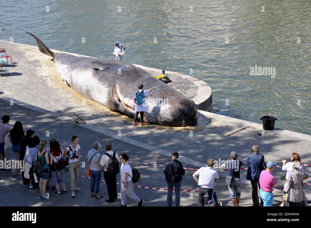 Sperm whale sculpture hi-res stock photography and images - Alamy