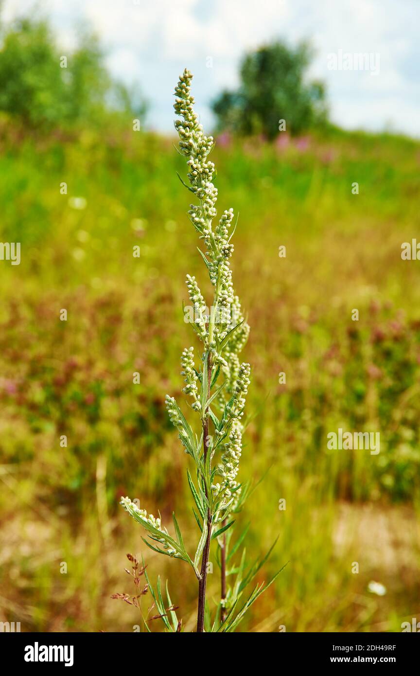 Artemisia Vulgaris High Resolution Stock Photography and Images - Alamy