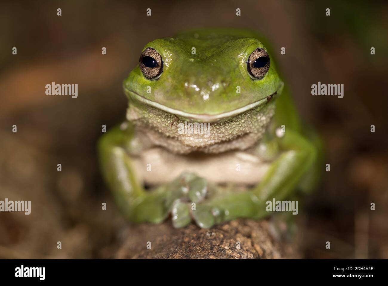 Green Tree Frog resting on log Stock Photo - Alamy