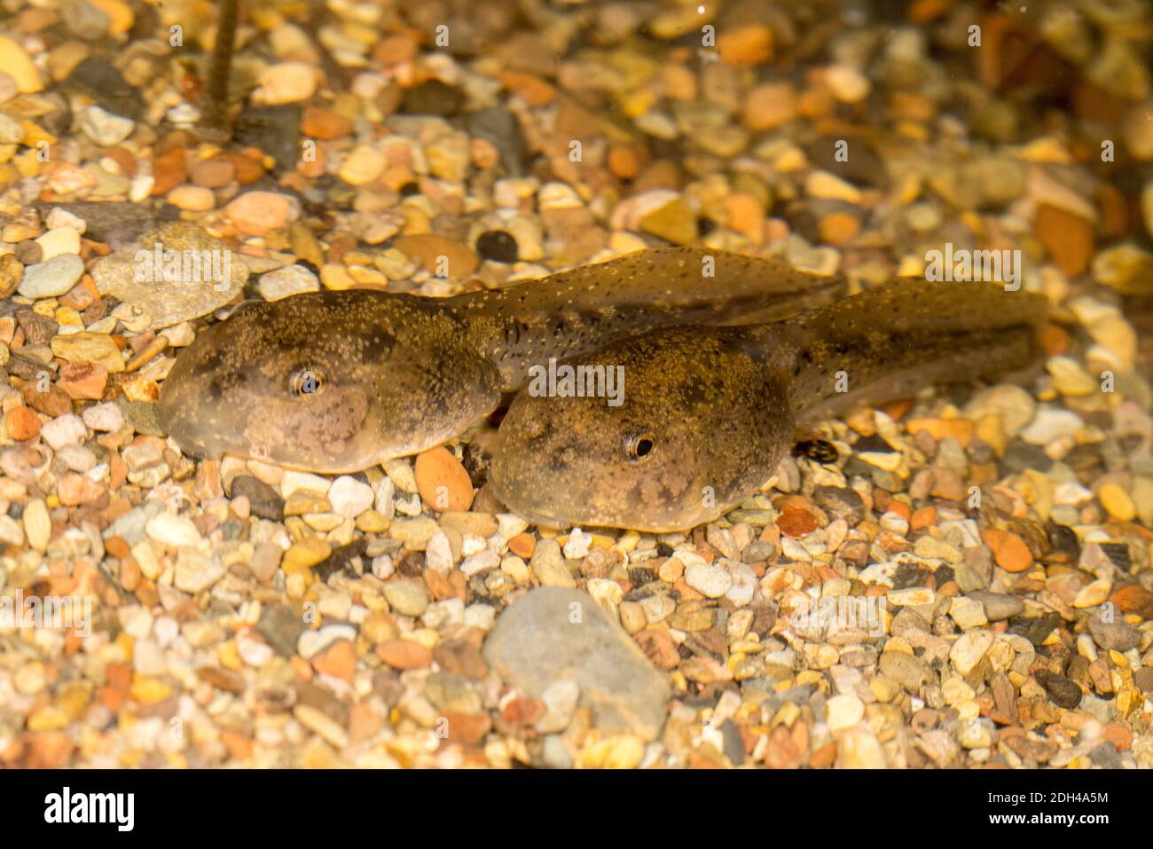Tadpoles of the Great Barred Frog Stock Photo - Alamy
