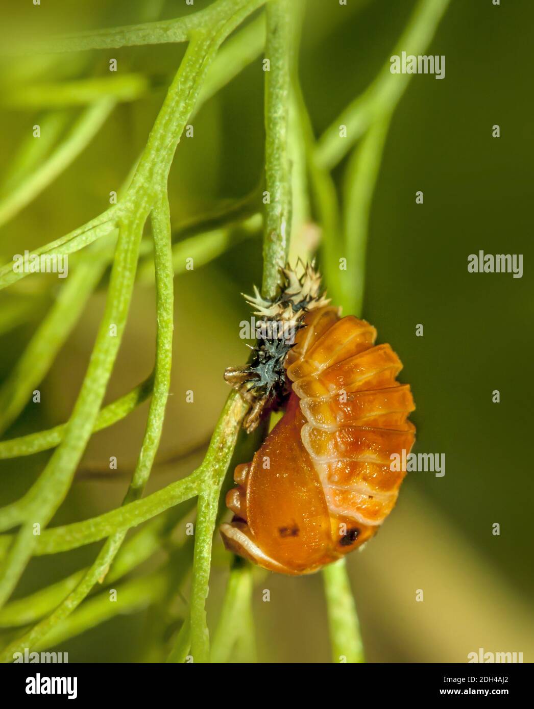Pupal hi-res stock photography and images - Alamy