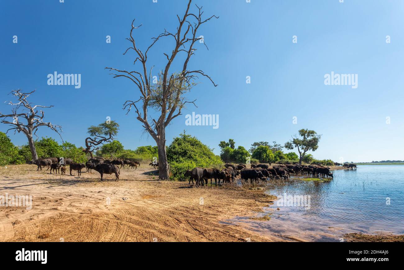 Cape Buffalo at Chobe, Botswana safari wildlife Stock Photo - Alamy
