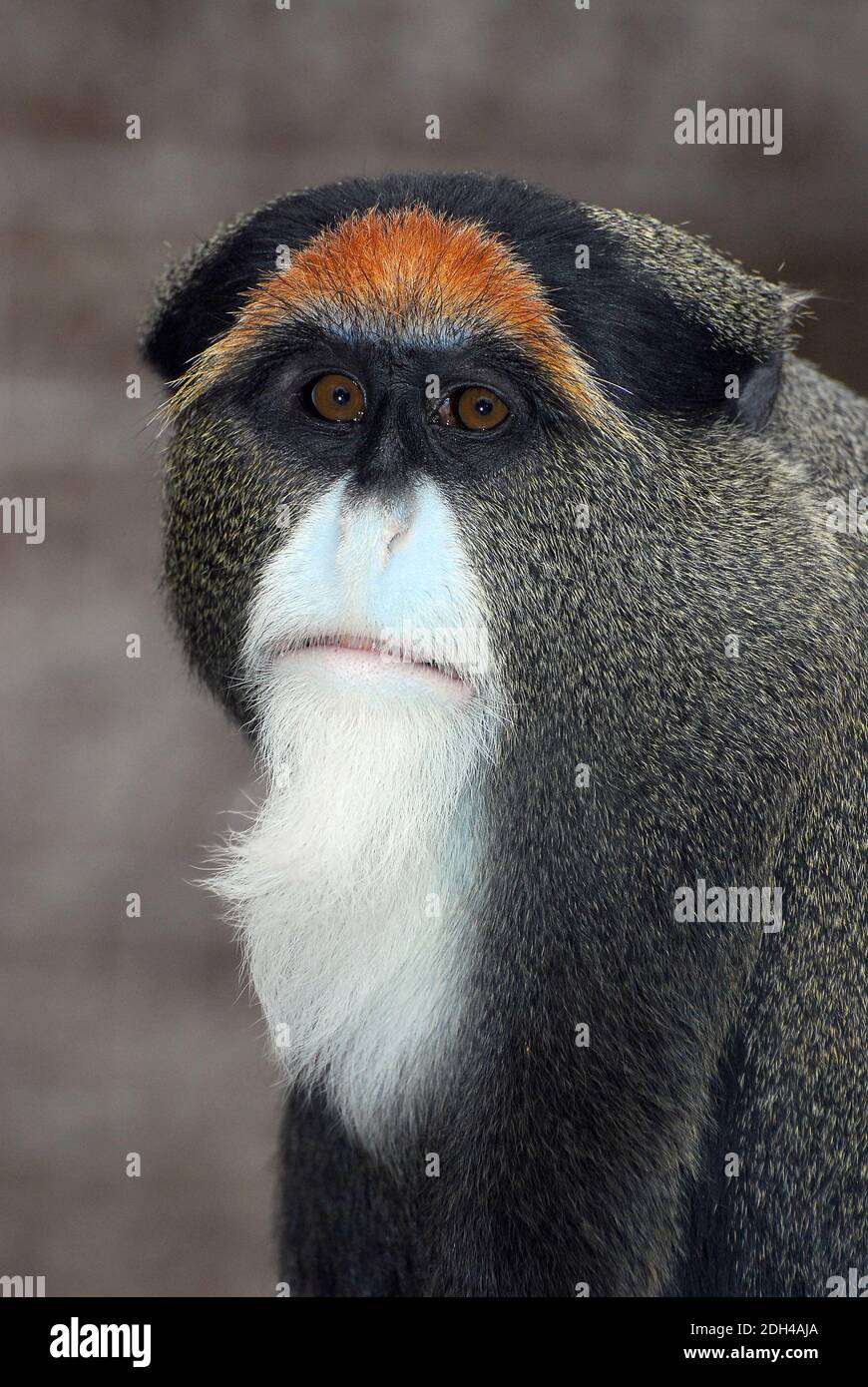 De Brazza's monkey, Brazzameerkatze, cercopithèque de Brazza ...