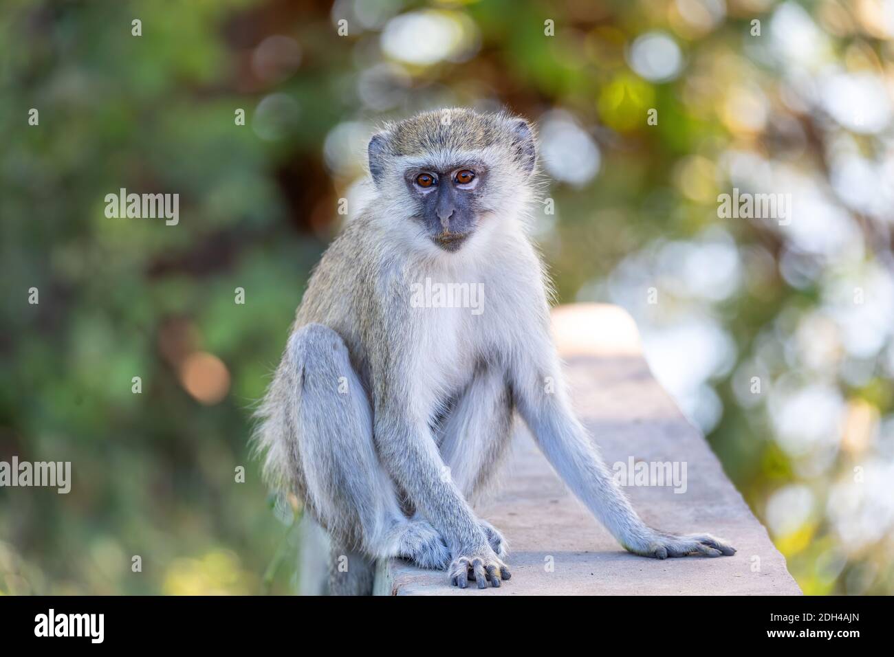 Vervet monkey, Chlorocebus pygerythrus, Botswana Stock Photo - Alamy