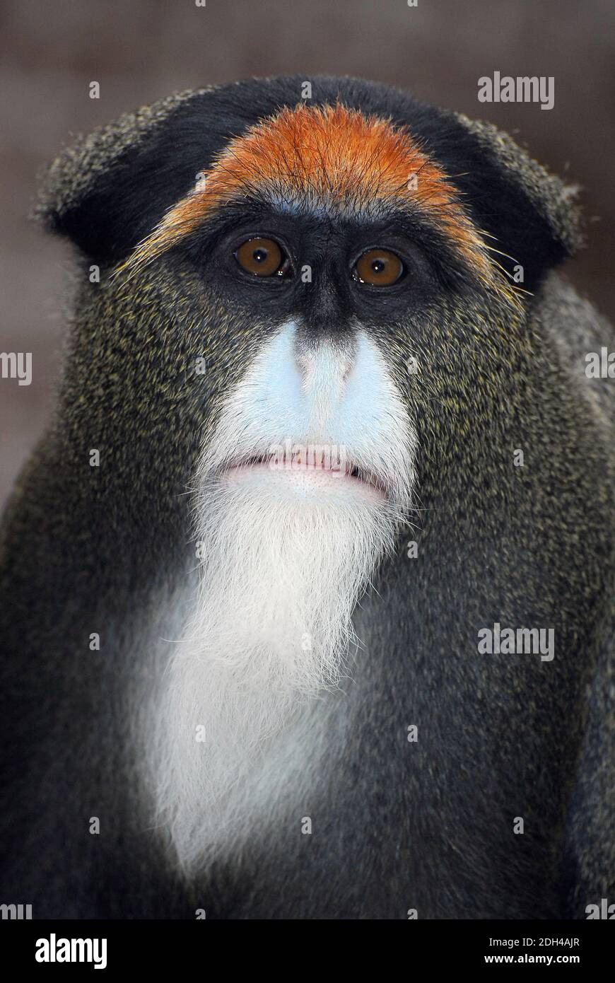 De Brazza's monkey, Brazzameerkatze, cercopithèque de Brazza ...