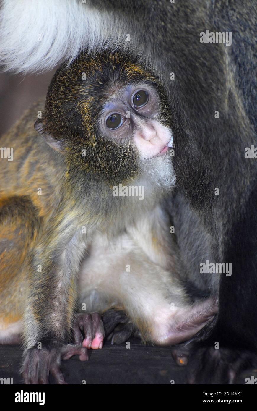 De Brazza's monkey, Brazzameerkatze, Cercopithecus neglectus, Brazza ...