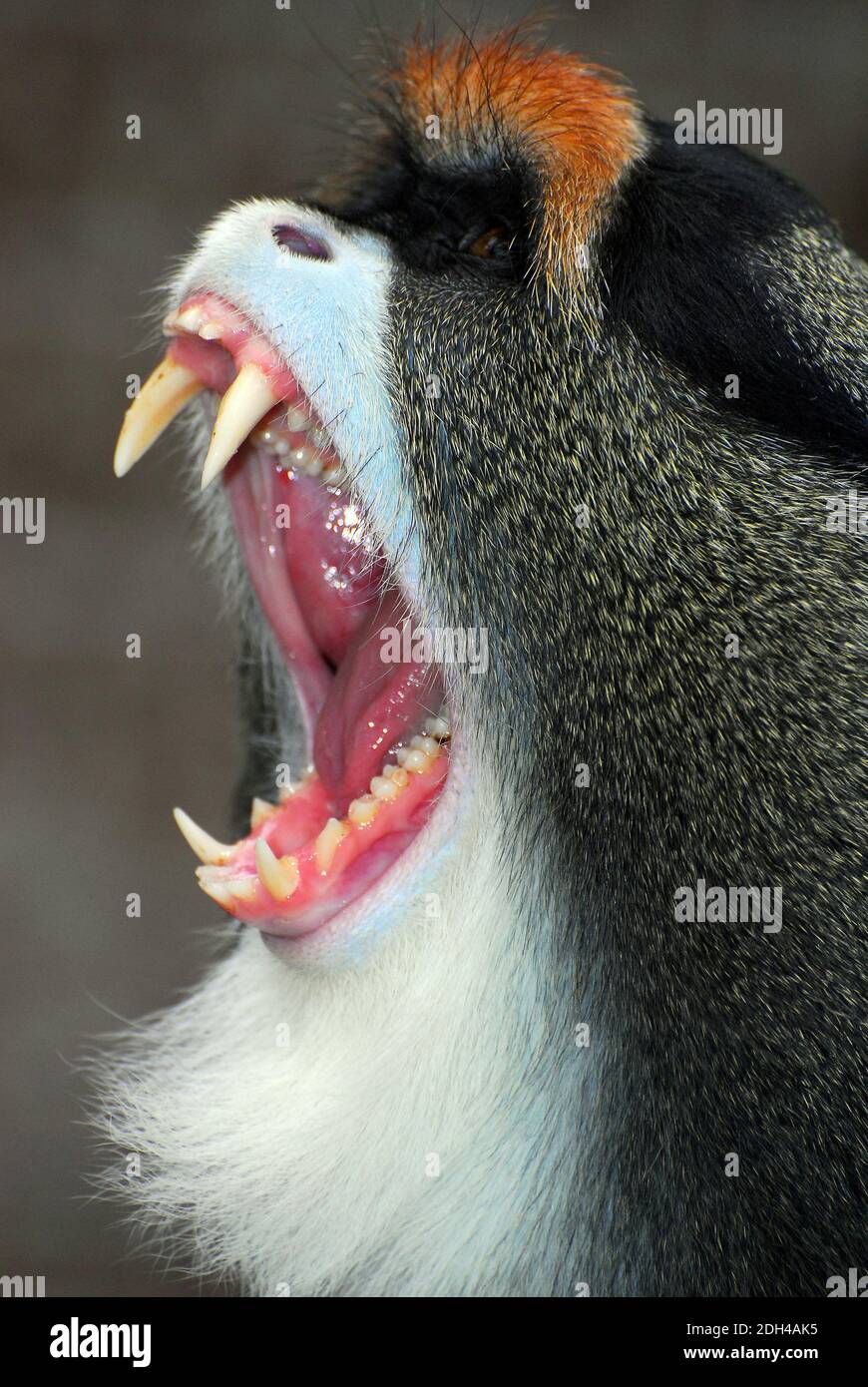 De Brazza's monkey, Brazzameerkatze, cercopithèque de Brazza ...