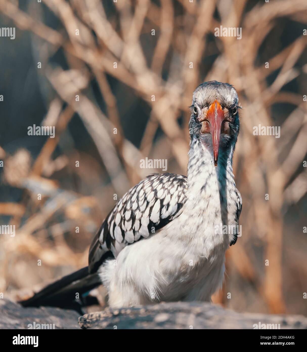 Bird red-billed hornbill, Namibia, Africa wildlife Stock Photo - Alamy