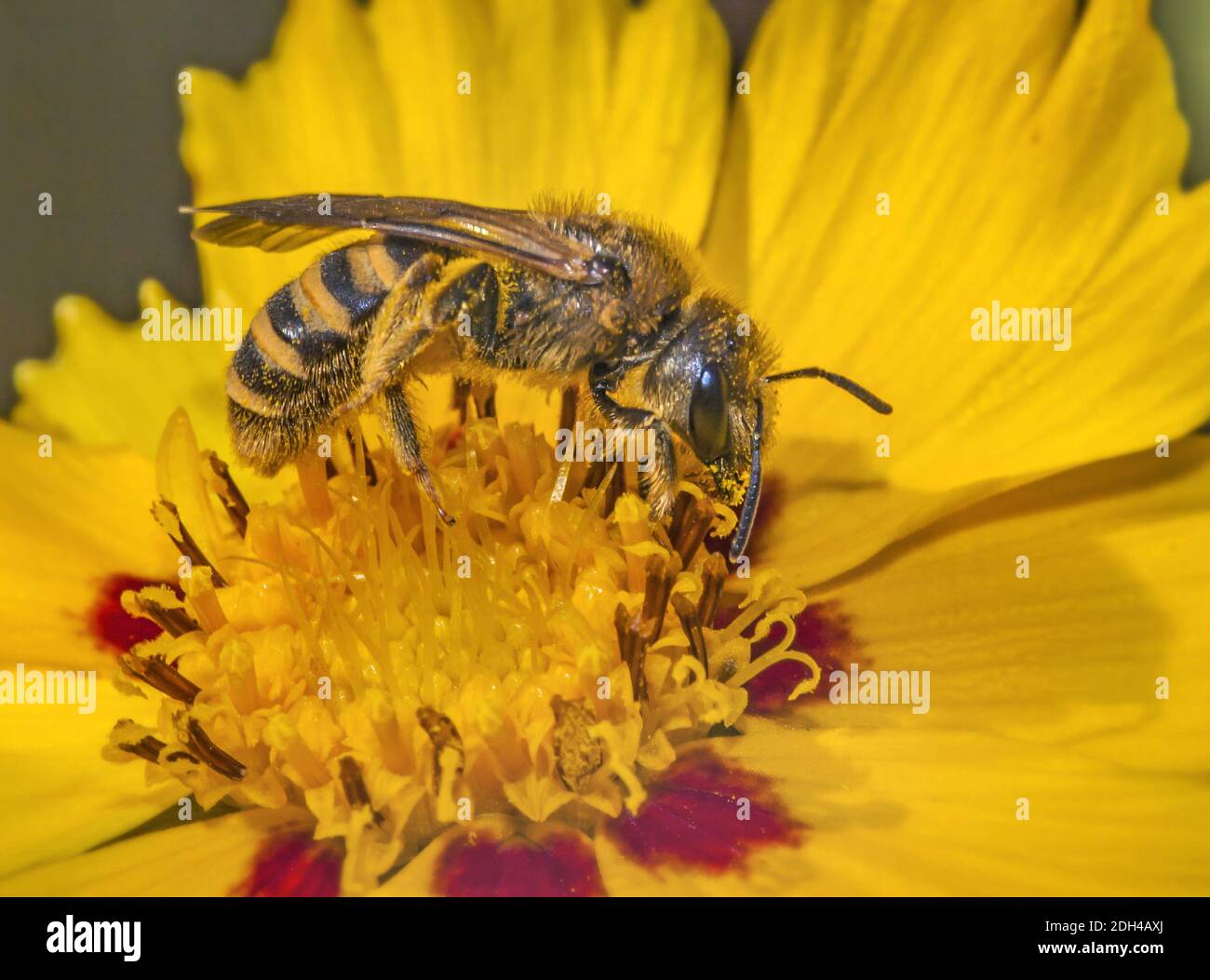 Calliopsis bee hi-res stock photography and images - Alamy