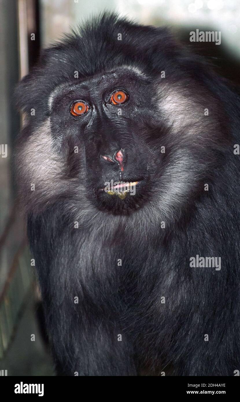 Moor macaque, Mohrenmakak, Macaca maura, szerecsenmakákó, Endangered ...