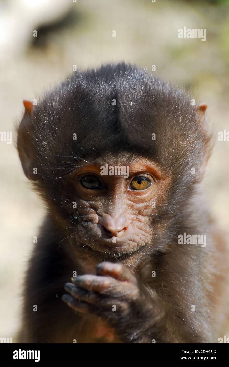 Gelada, Dschelada oder Blutbrustpavian, Gélada, dzseláda vagy barna ...