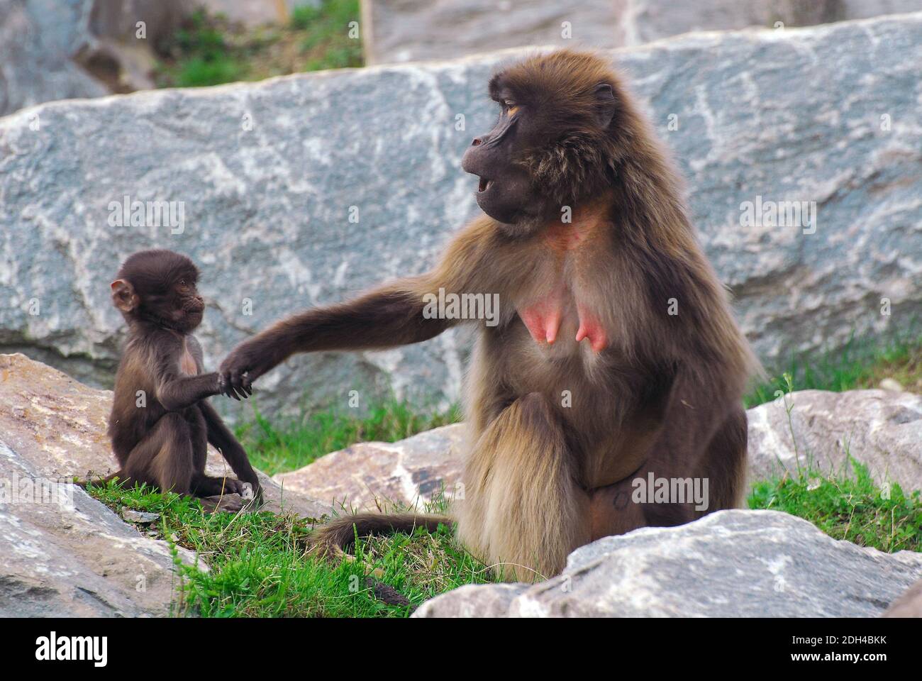 Gelada, Dschelada oder Blutbrustpavian, Gélada, dzseláda vagy barna ...