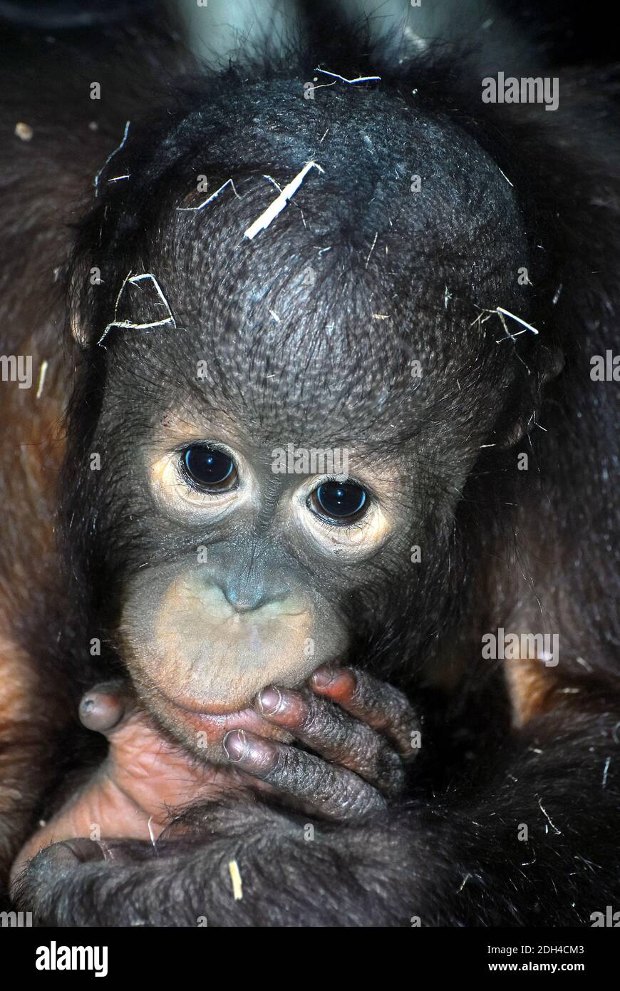Bornean orangutan, Borneo-Orang-Utan, Orang-outan de Bornéo, Pongo ...