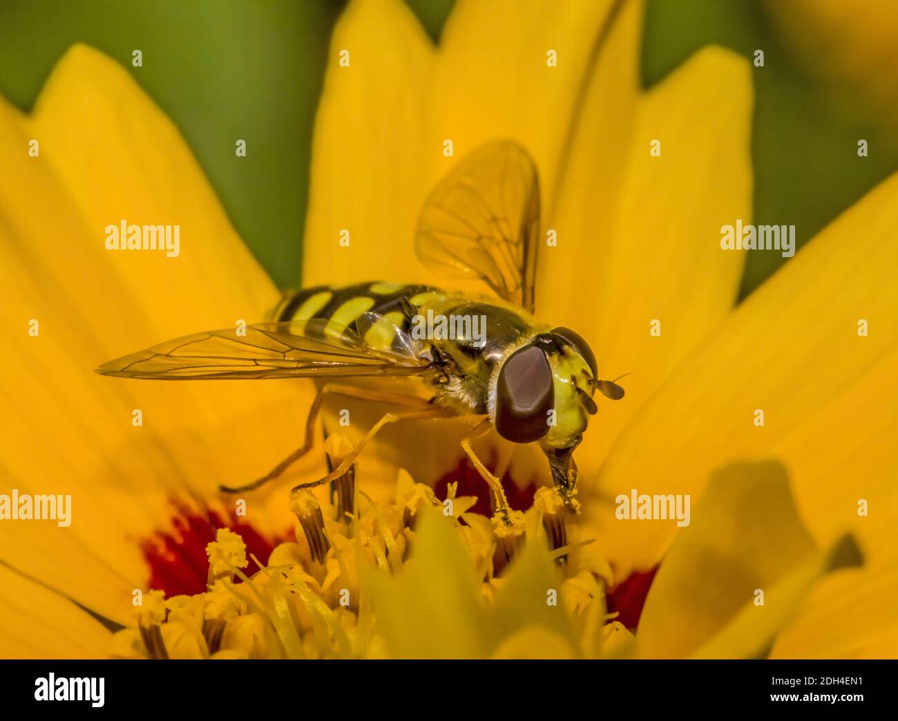 Eupeodes hi-res stock photography and images - Alamy