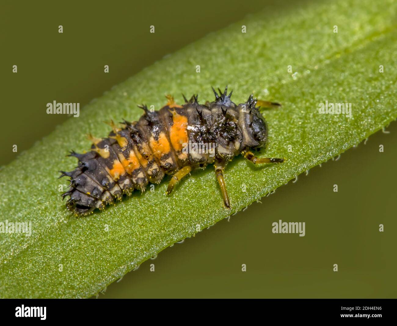 Asian lady beetles hi-res stock photography and images - Alamy