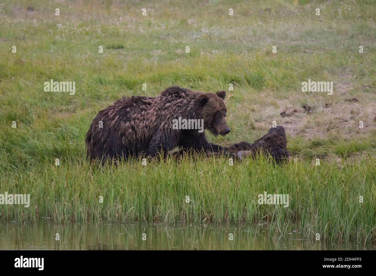 A grizzly bear inspecting a buffalo carcass in Hayden Valley ...