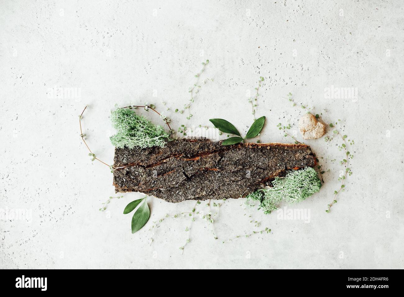 Natural composition from wood and greenery Stock Photo - Alamy