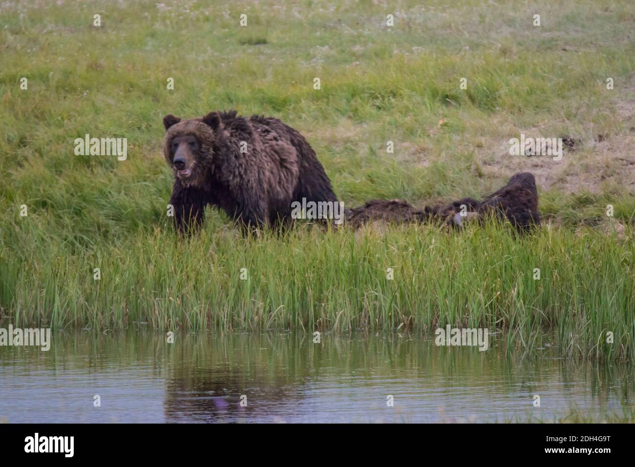 A grizzly bear strikes a defensive pose with open mouth while standing ...