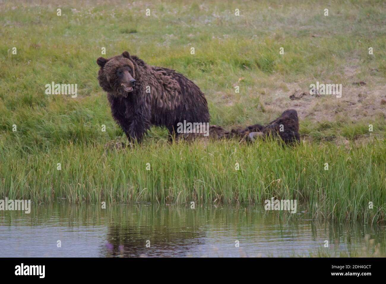 A grizzly bear with open mouth stands on a buffalo carcass in Hayden ...