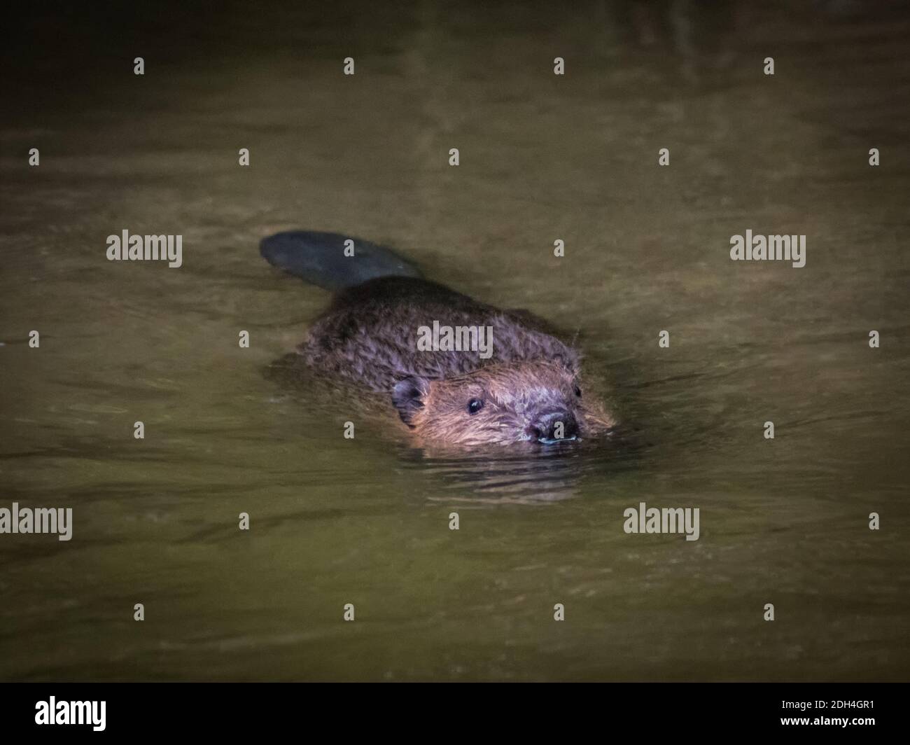 Beaver swimminng in a river Stock Photo - Alamy