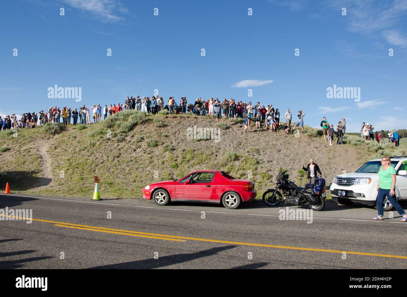 Onlookers stand on a hill to view a grizzly bear on a bison carcass in ...